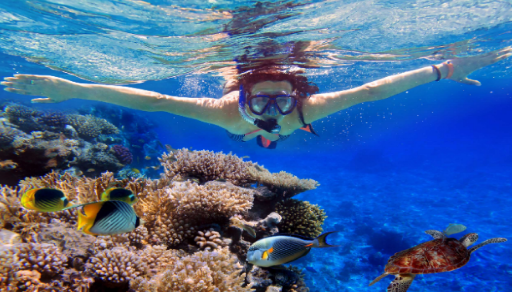 Menyelami Keindahan Bawah Laut Indonesia: Snorkeling dan Diving di ...